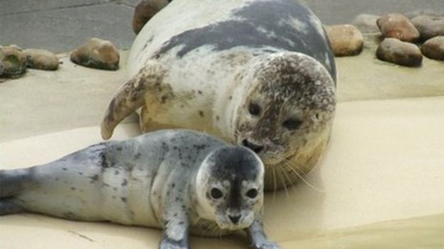 Sanctuary pay tribute to mischievous seal - BBC News