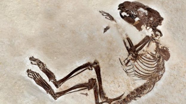Evolution 'favours bigger sea creatures' - BBC News