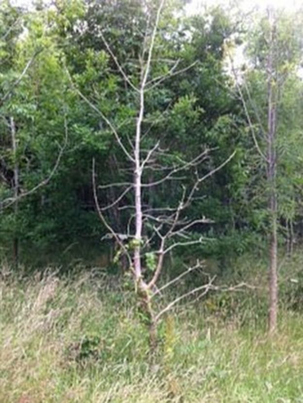 Devon ash trees burned in deadly fungus fear - BBC News