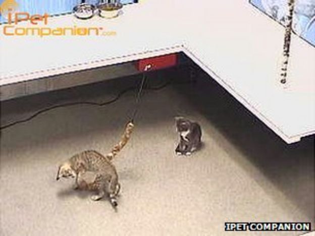 Techno-pup: Watching your cats and dogs by remote control - BBC News