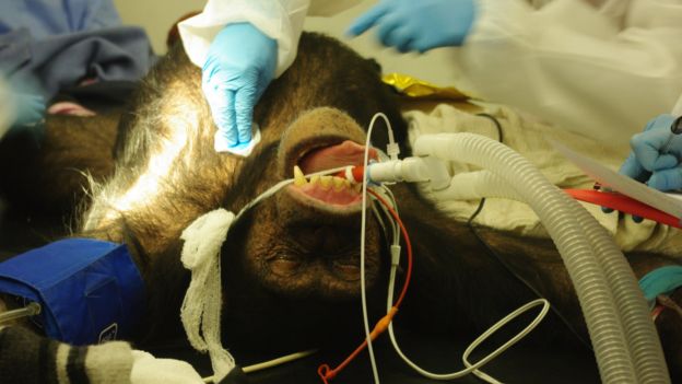 Whipsnade Zoo chimpanzee reaches 50th birthday - BBC News