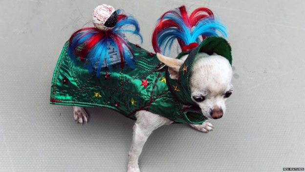 Dogs dressed up as aliens at the UFO Festival Costume Contest - BBC ...