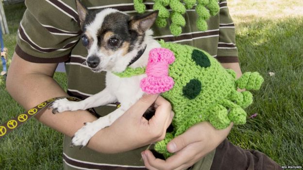 Dogs dressed up as aliens at the UFO Festival Costume Contest - BBC ...
