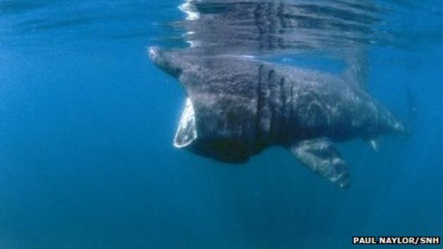 Scottish shark tagging project to resume - BBC News