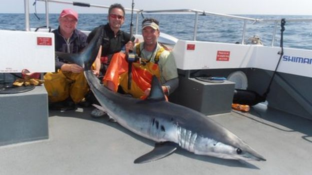 Mako shark found dead after washing up on Barmouth Beach - BBC News
