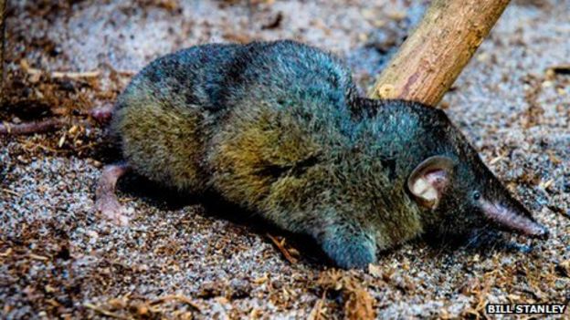New species of super-strong 'Hero Shrew' discovered - BBC News