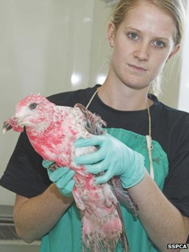 SSPCA rescues gull covered in pink paint in Mallaig - BBC News