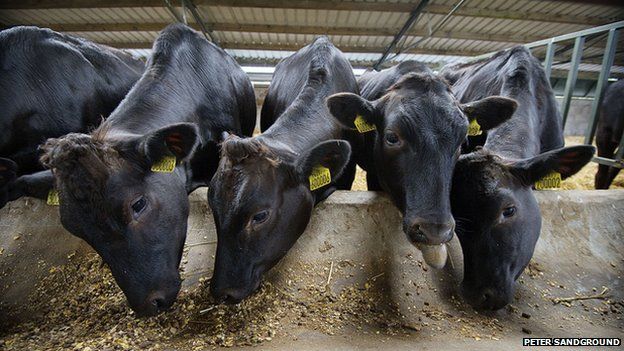 Highland Wagyu beef firm in expansion drive - BBC News