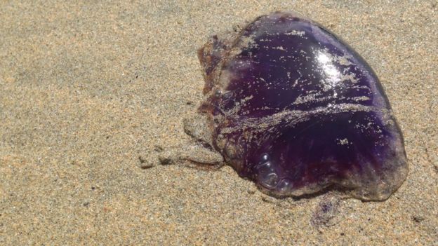 UK jellyfish boom: Your pictures - BBC News
