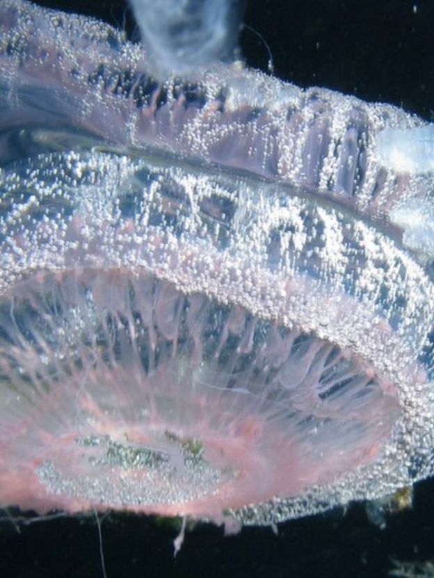 UK jellyfish boom: Your pictures - BBC News
