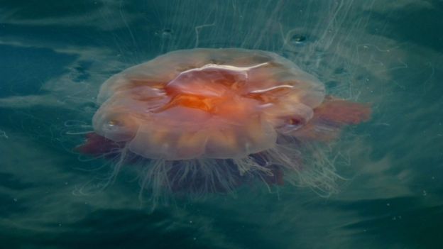 UK jellyfish boom: Your pictures - BBC News