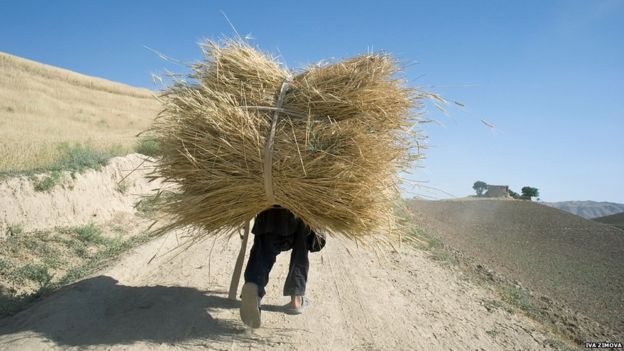 Your pictures: Rural life - BBC News