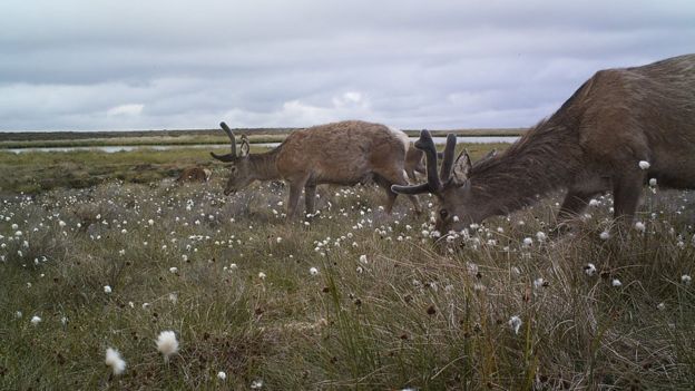 Bog life: Animals photographed on RSPB reserve - BBC News
