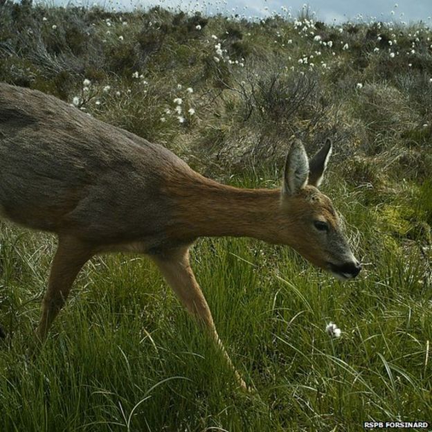 Bog life: Animals photographed on RSPB reserve - BBC News