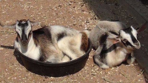Rare New Zealand goats get new home in Telford - BBC News