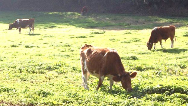 Guernsey cattle tethering may need licence - BBC News