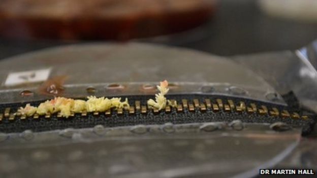 Flies help solve body-in-suitcase murder probes - BBC News