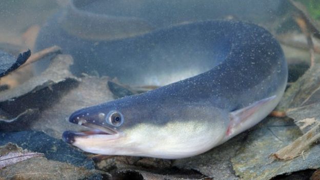 Electric eels 'remotely control their prey' - BBC News