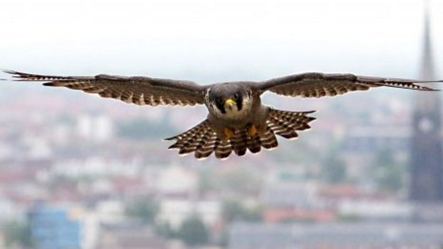 Peregrine falcon found at wildlife trust HQ shot dead - BBC News