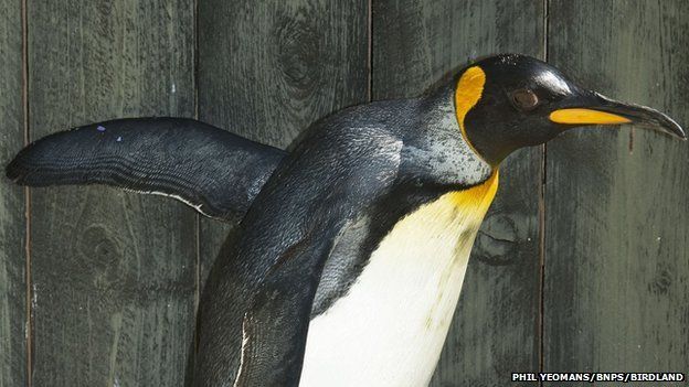 The world's oldest penguin in captivity, 36-year-old Missy - BBC Newsround