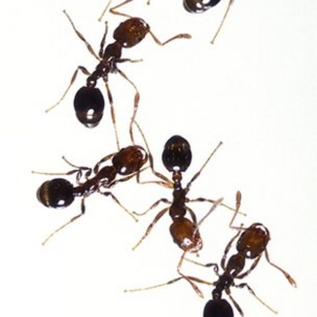 Invasive ants: 'Stowaway' insects spreading around world - BBC News