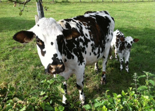 Wwoof farming: Working the soil in far-off lands - BBC News