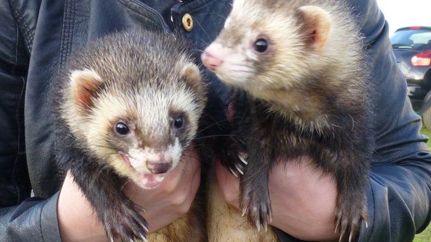 Fantastic ferret rescue from the sea by RNLI lifeboat - BBC Newsround