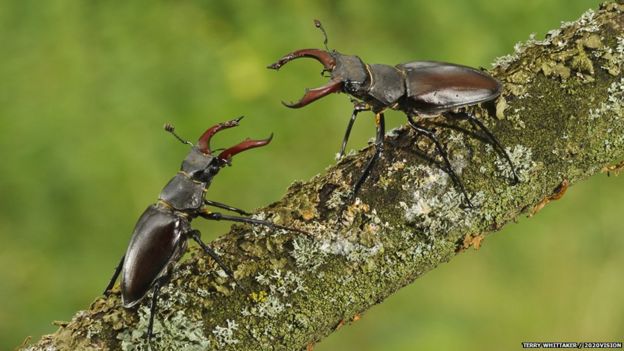 Photographers capture amazing wildlife in the UK - BBC Newsround