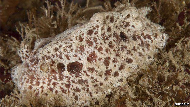 Rare sea slug discovered on reef - BBC News