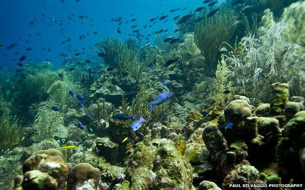 Can we restore the world’s coral reefs? - BBC News