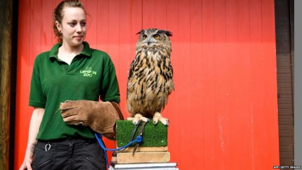 In Pictures: Weigh-in for London Zoo's animal residents - BBC News