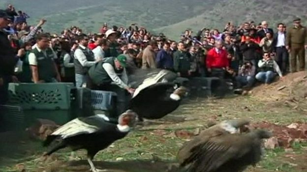 Andean condor birds 'flap wings just 1% of the time' - BBC News