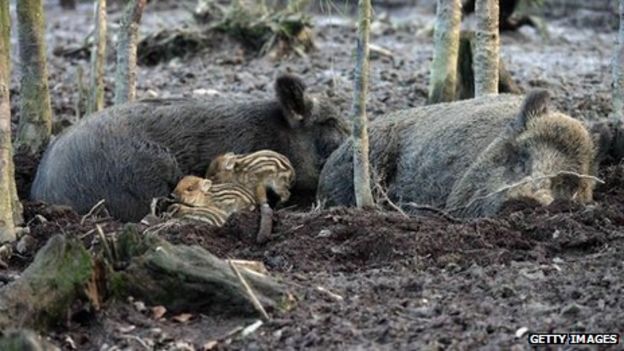Forest of Dean wild boar cull target agreed - BBC News