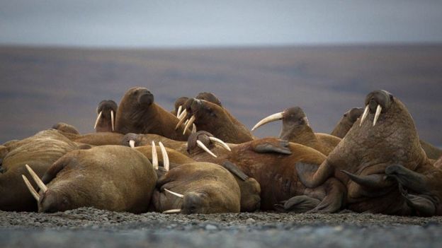 Record haul-out for Pacific walrus - BBC News