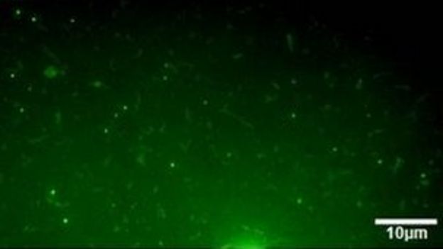 Deep microbes live long and slow - BBC News