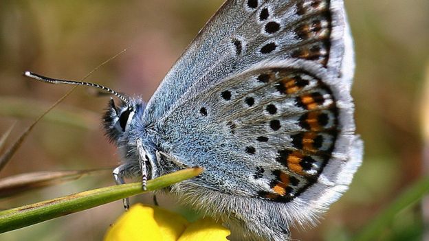 Dorset butterfly banks created for small blue butterfly - BBC News