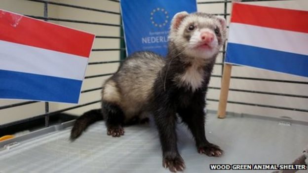 Dutch ferret 'stows away' on Cambridge flight - BBC News