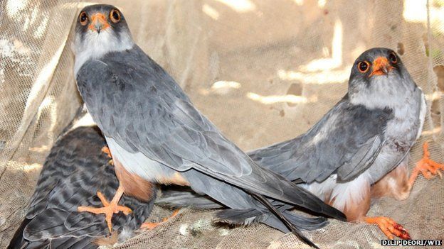 India Naga tribe pledges to protect falcons - BBC News