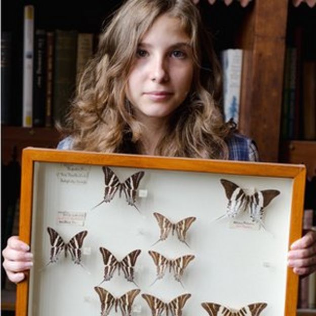 'Priceless' butterflies found at Oxford museum - BBC News