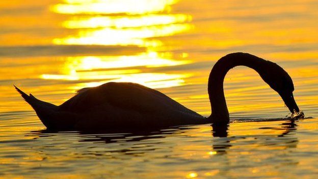 'Human swan' crosses the Channel and arrives in the UK - BBC Newsround