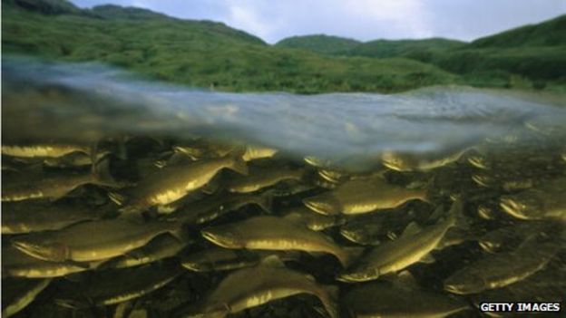 British Columbia salmon return one of largest seen in region - BBC News