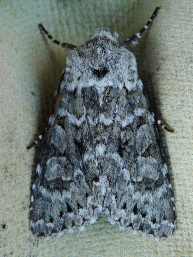 In pictures: Loch Leven's colourful moths - BBC News