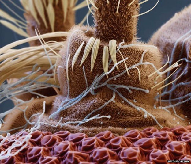 Science images from across the globe - BBC News