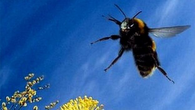 Scientists film inside a flying insect - BBC News