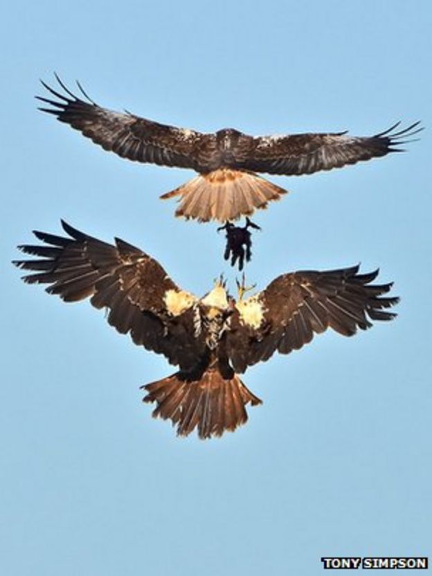 Tophill Low reserve's rare marsh harriers fly nest - BBC News