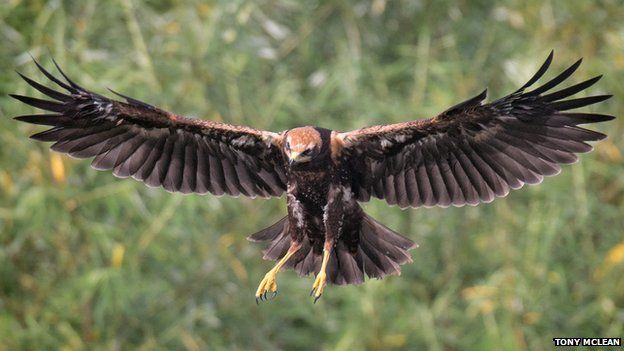 Tophill Low reserve's rare marsh harriers fly nest - BBC News
