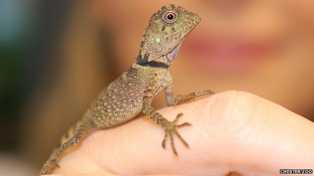 Chester Zoo sees 'first Bell's anglehead lizard hatched in UK' - BBC News