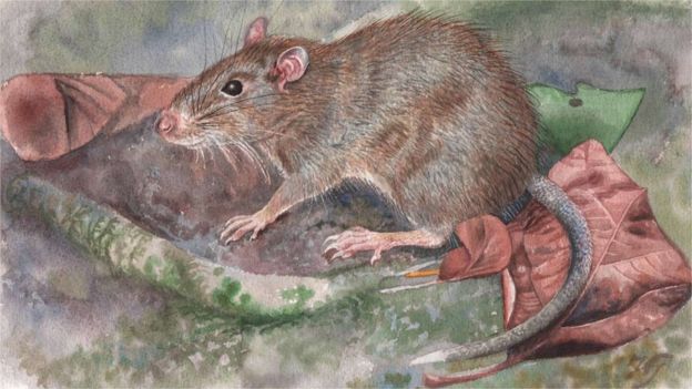Caribbean super-rat history extracted from DNA - BBC News