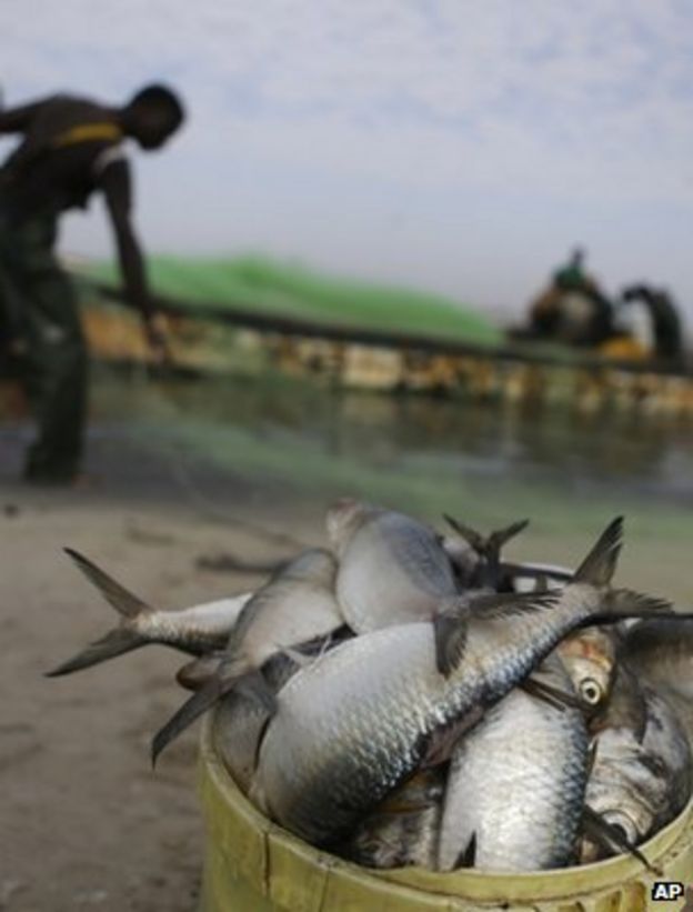 Collective rights 'offer hope for global fisheries' - BBC News