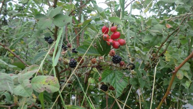 Your pictures of Scotland: 20 - 27 September - BBC News